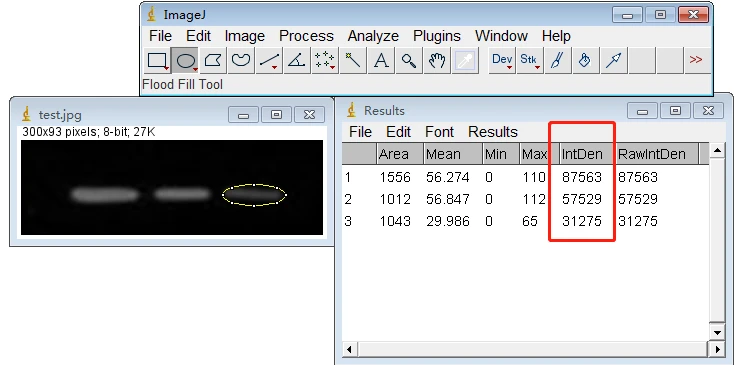 ImageJ惊艳登场！分分钟搞定WB条带灰度分析（内含免费软件包） - 哔哩哔哩