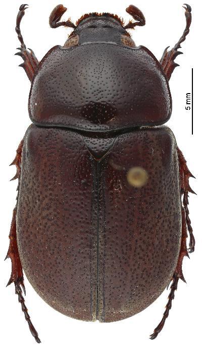 犀金龟科-族与属整理（中篇） - 哔哩哔哩