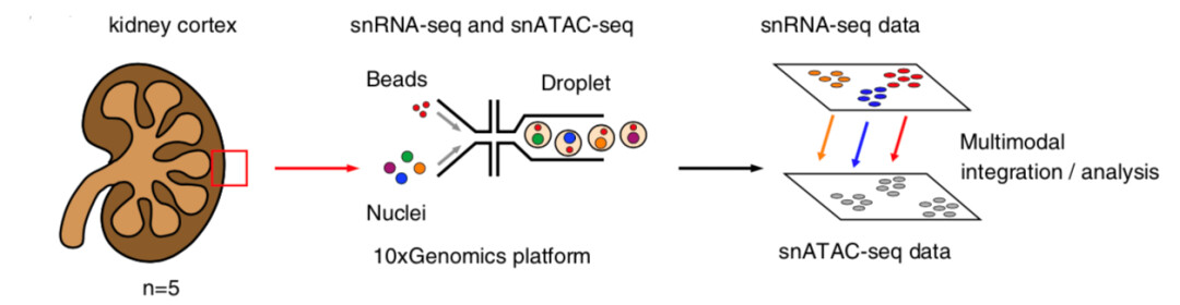 Nat. Commun. | snRNA-seq和snATAC-seq解析成人肾组织细胞构成异质性和损伤发病机制 - 哔哩哔哩