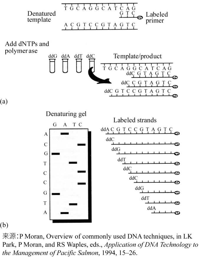 Sanger测序已经成过去式了？不！它比你想象的更强大 - 哔哩哔哩