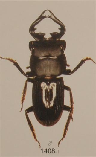 锹甲科-亚科\族\属整理3.0版（上篇） - 哔哩哔哩