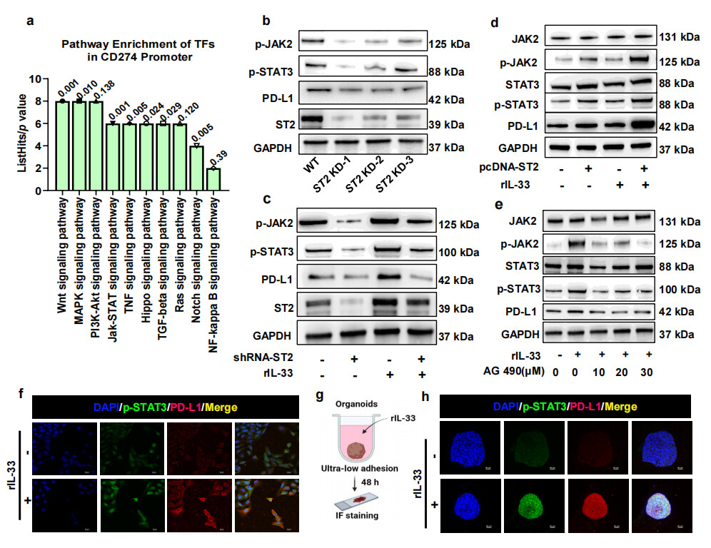 IL-33/ST2 信号促进口腔鳞癌中组成型和诱导型PD-L1的表达 - 哔哩哔哩