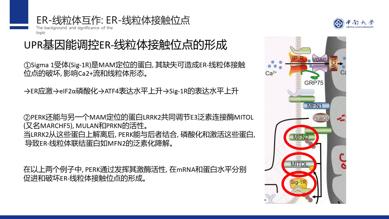 内质网应激与线粒体应激及UPR下ER与线粒体的互作 - 哔哩哔哩