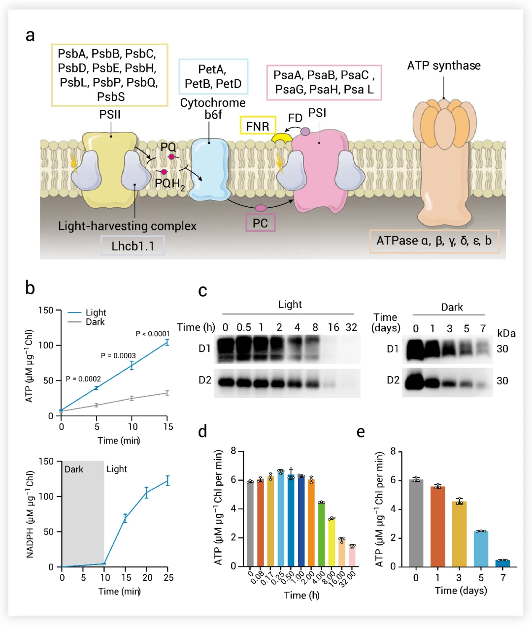 Nature 重磅 | 光合作用可增强哺乳动物细胞合成代谢功能 - MedChemExpress - 哔哩哔哩