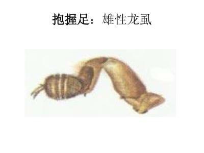 昆虫的足各色各样，那它们的足都有些什么功能和作用呢？ - 哔哩哔哩