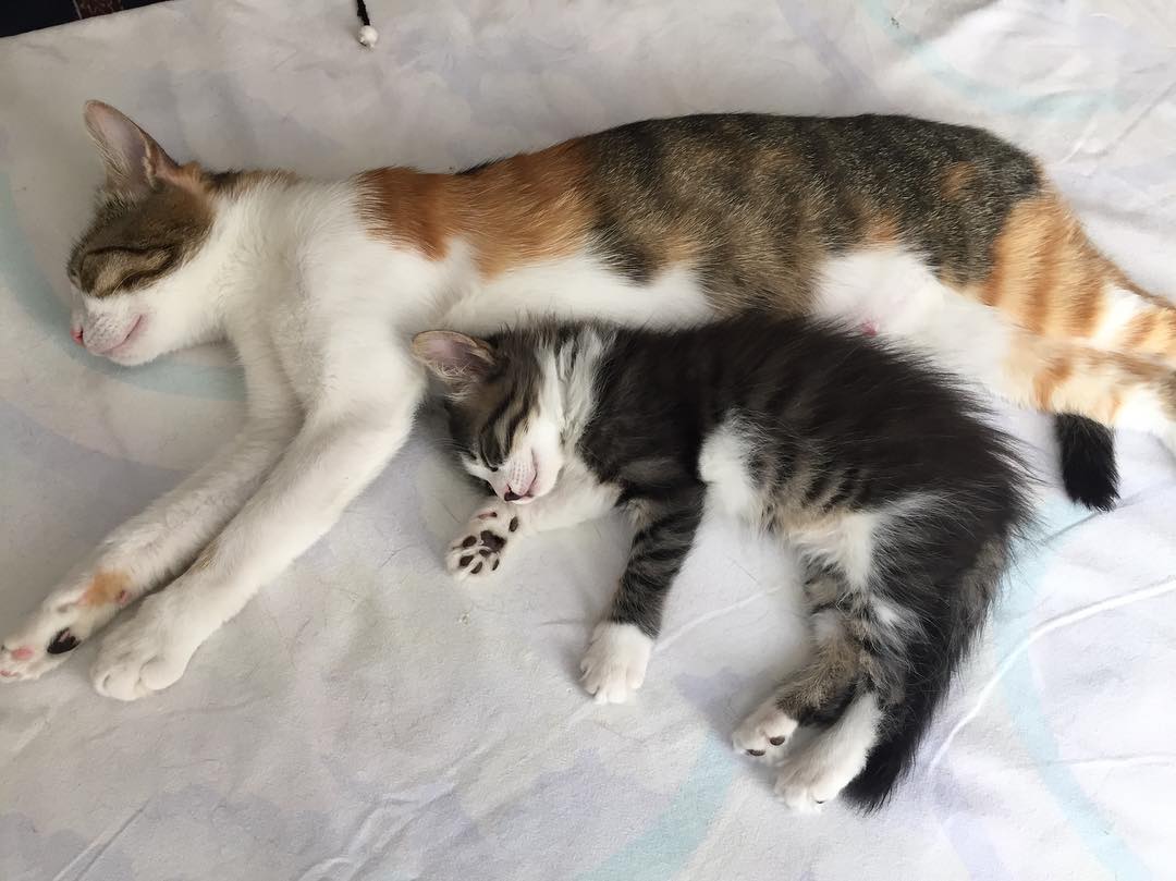 猫咪生完宝宝最重要的是补充营养，做到这些可以保障猫咪母子健康 哔哩哔哩