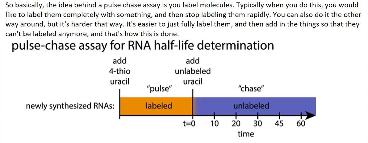MIT 分子生物学 part3 7.6 RNA Pulse-Chase Assay - 哔哩哔哩