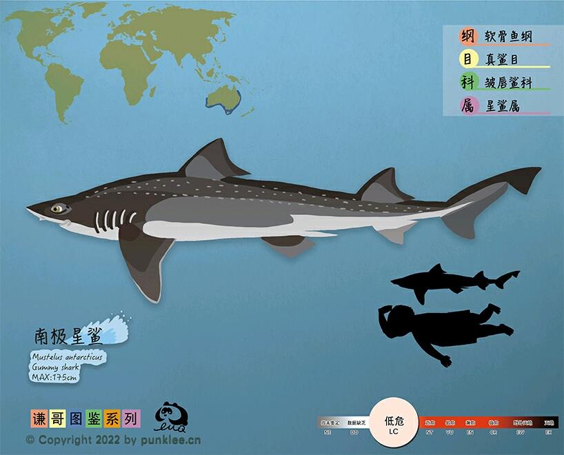 鲨鱼的大体分类――（三）:中 - 哔哩哔哩