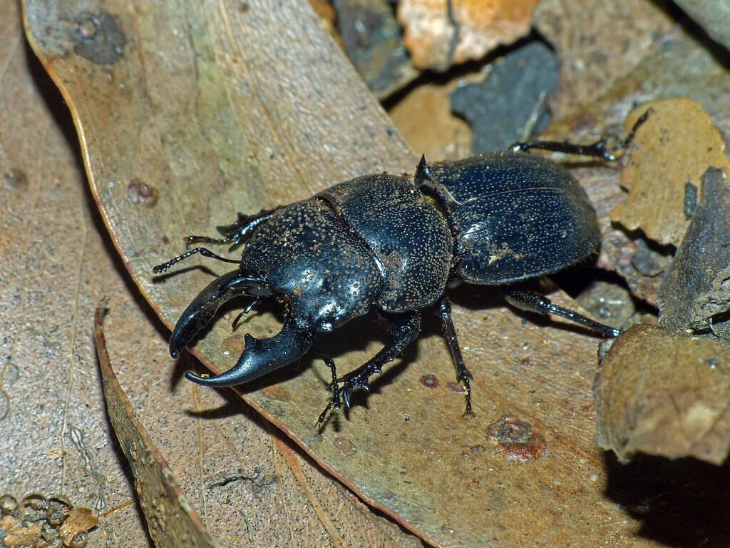 锹甲科-亚科与属整理（中篇） - 哔哩哔哩