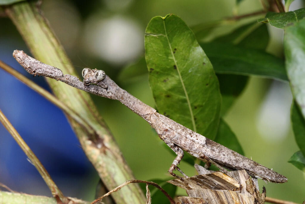 【螳螂科普】花螳中的巨人 - 哔哩哔哩