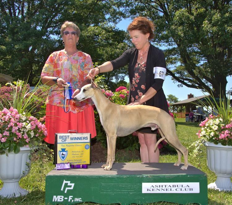 2019惠比特犬美国国家展 - 哔哩哔哩