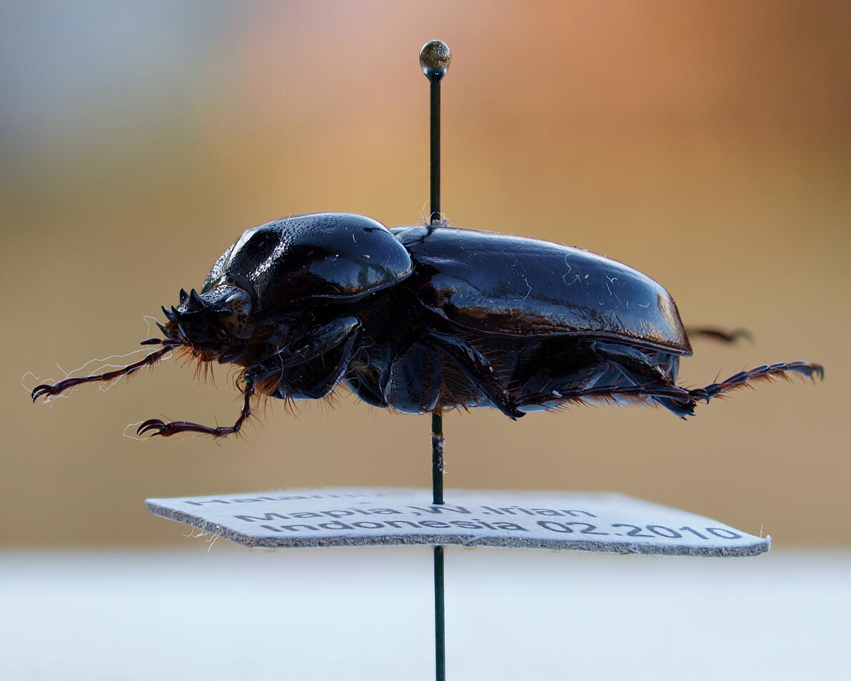 犀金龟科-族与属整理（中篇） - 哔哩哔哩