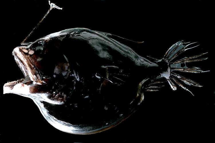 18种超黑鱼(Ultra-Black Fish)的学名、中文正名及图片对照 - 哔哩哔哩