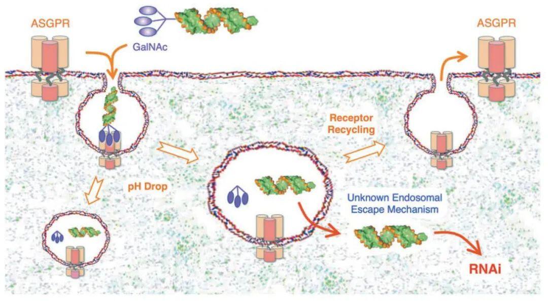 【AmBeed解析】GalNAc-RNA药物递送系统：高效递送，精准靶向 - 哔哩哔哩