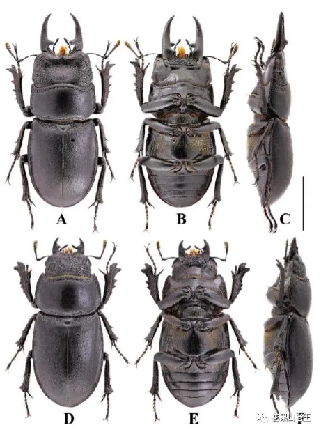 锹甲科-亚科\族\属整理3.0版（上篇） - 哔哩哔哩