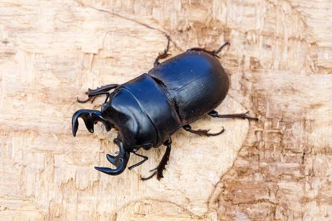 锹甲科-亚科与属整理（中篇） - 哔哩哔哩