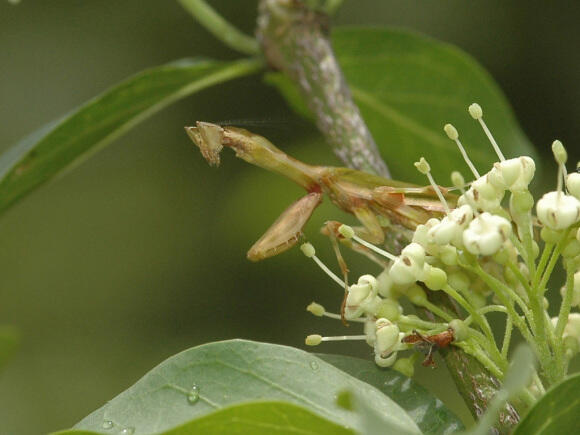 螳螂分类，六个冷门总科 - 哔哩哔哩