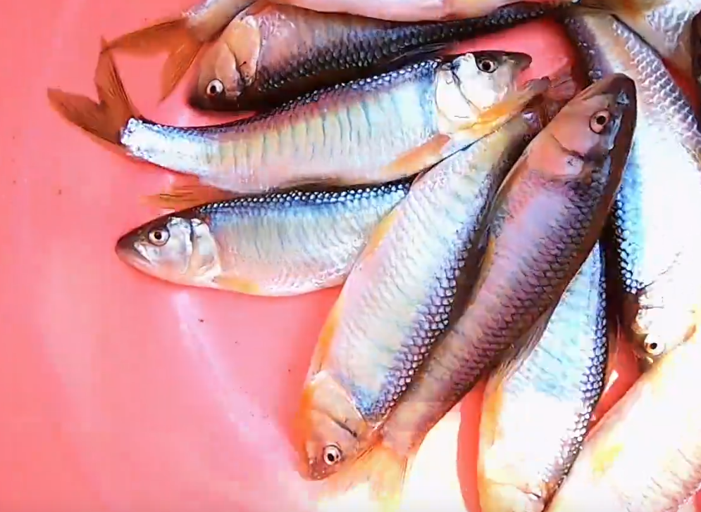 杂鱼的疑云——马口鱼属Opsariichthys种团的整理 - 哔哩哔哩