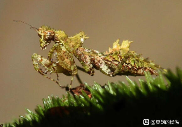 螳螂分类，六个冷门总科 - 哔哩哔哩