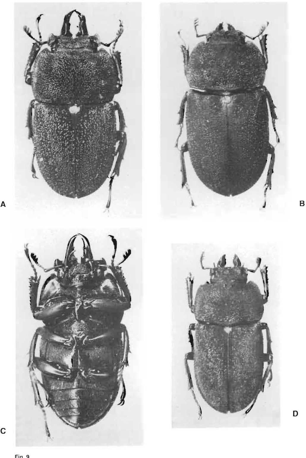 锹甲科-亚科\族\属整理3.0版（上篇） - 哔哩哔哩