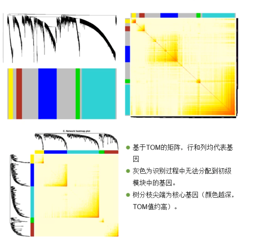 WGCNA学习：WGCNA分析原理 - 哔哩哔哩