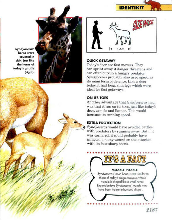 《恐龙!》第92期 四角鹿、晓龙、南漳龙 - 哔哩哔哩