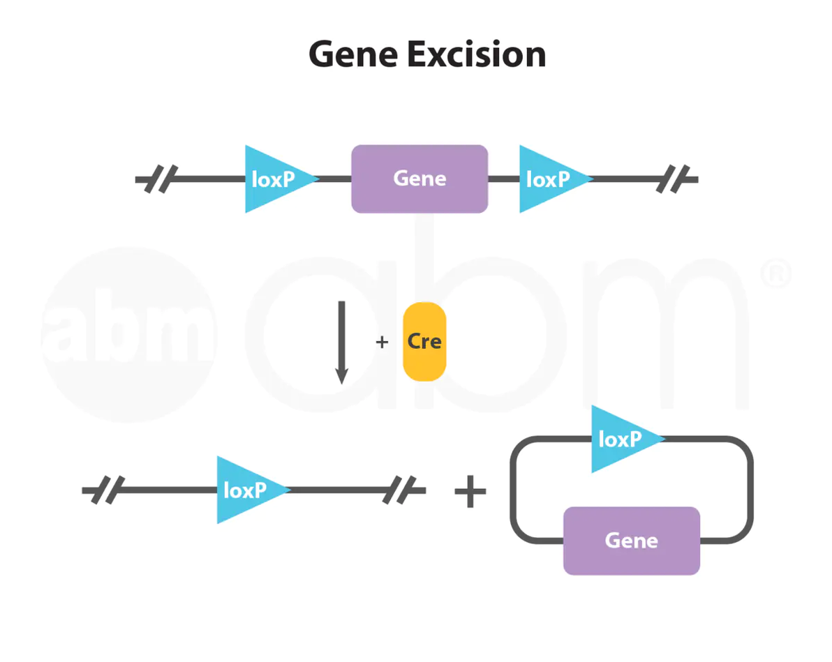 条件性基因编辑——Cre-LoxP系统【自学】 - 哔哩哔哩