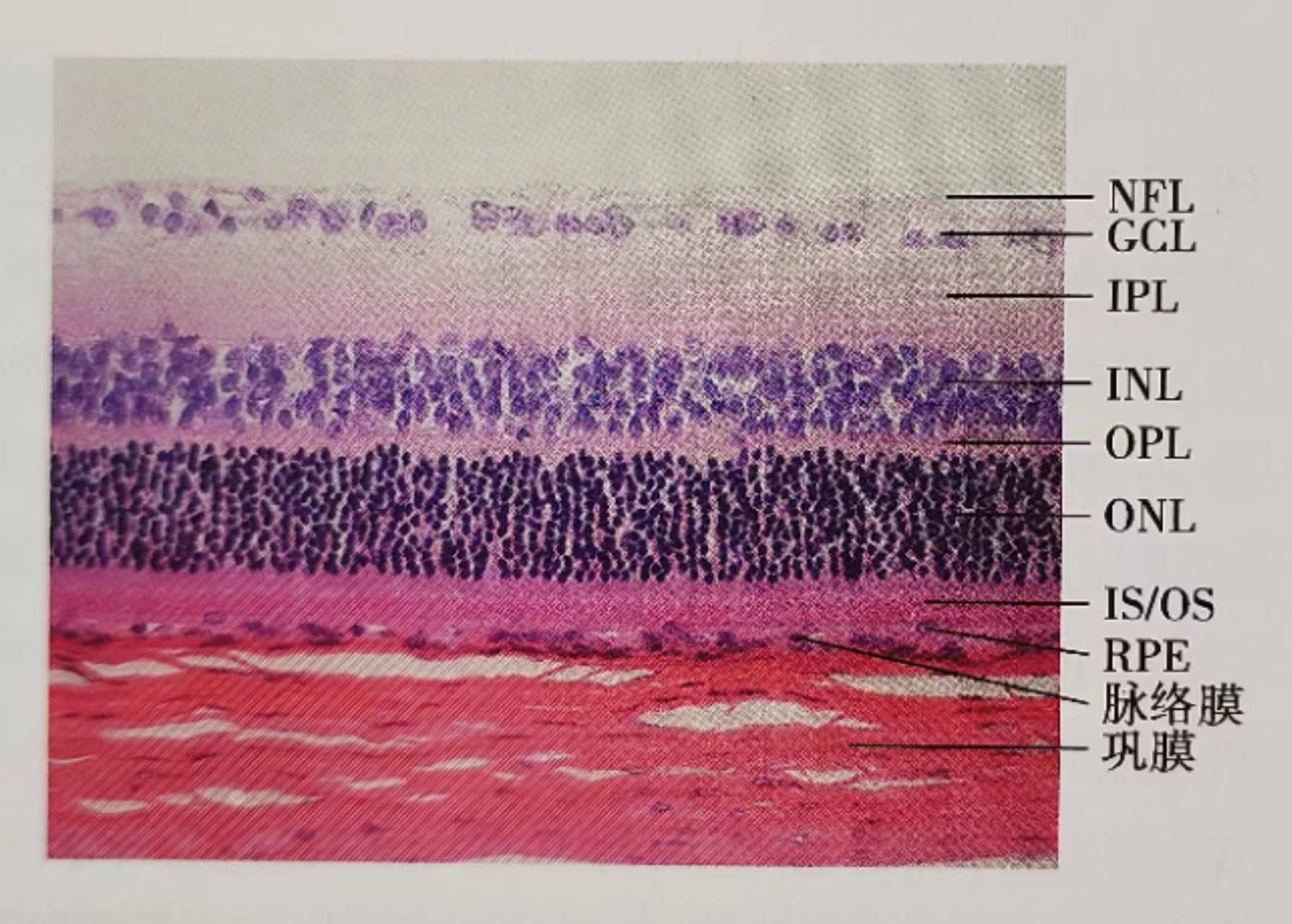 眼科科普|大鼠眼球解剖与生理参数 - 哔哩哔哩