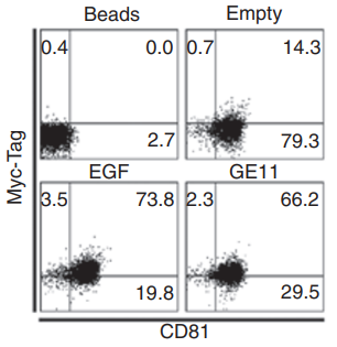 GE11让肿瘤庇护神EGFR无可遁形 - 哔哩哔哩