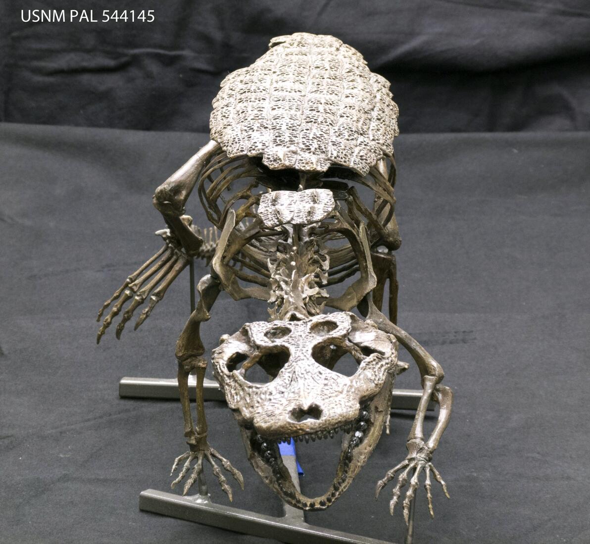 凯门鳄类小传——浅谈史前短吻鼍亚科 - 哔哩哔哩