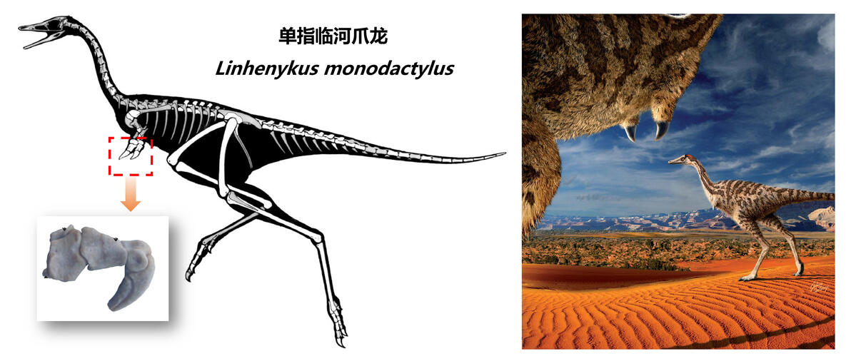 最早的手盗龙类出现在何时？机器学习从牙齿化石中获得的新发现 - 哔哩哔哩