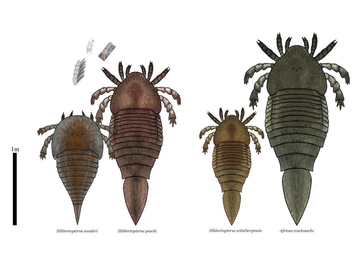 【物种译名】刺尾鲎亚目Stylonurina全物种译名 - 哔哩哔哩