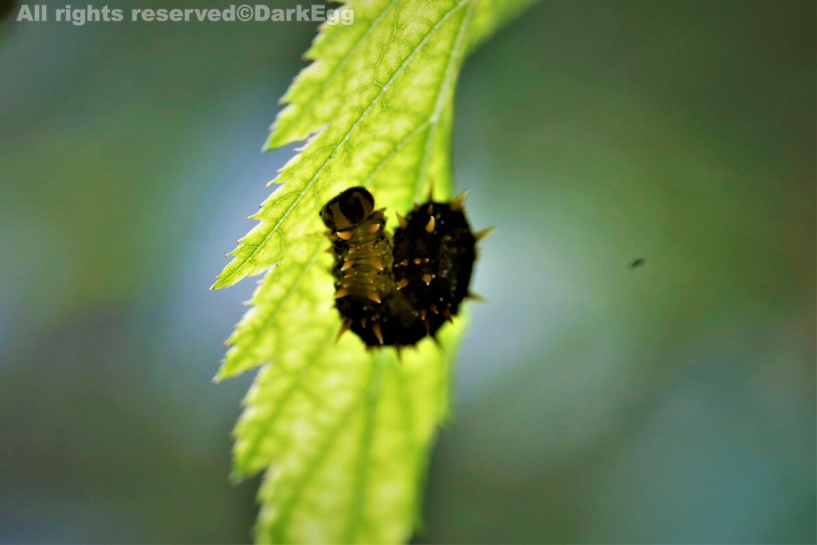 西南虫记·江油·养马峡·20180901(六) - 哔哩哔哩