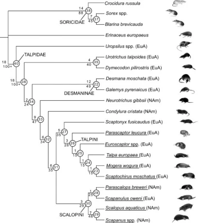 心中的雌——哺乳动物雌性器官的雄性化 - 哔哩哔哩