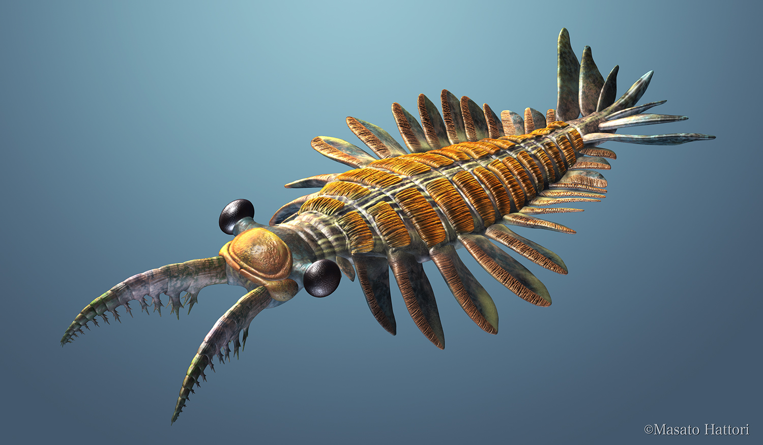 关于射齿类（Radiodonta）的系统发育及分类简介（上） - 哔哩哔哩