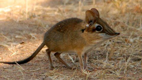 动物图鉴——非洲兽总目（一） - 哔哩哔哩