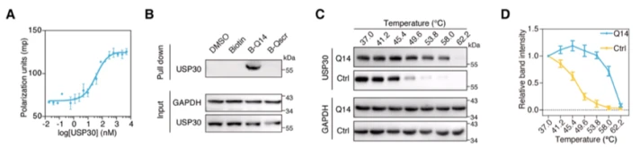来自 USP30 跨膜结构域的自抑制、线粒体自噬诱导肽的鉴定 - 哔哩哔哩