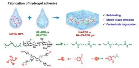 4ARM-PEG-OPA与HA-ADH形成一种可注射、自修复的水凝胶 - 哔哩哔哩