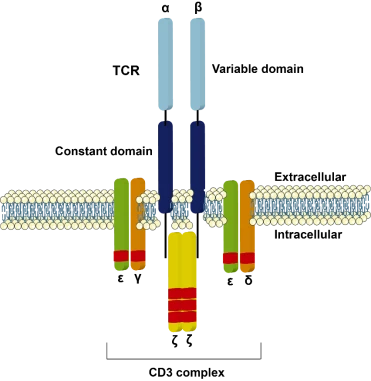 一文带你读懂用于各类细胞鉴定的CD分子，附CD1-CD371最新功能表 - 哔哩哔哩