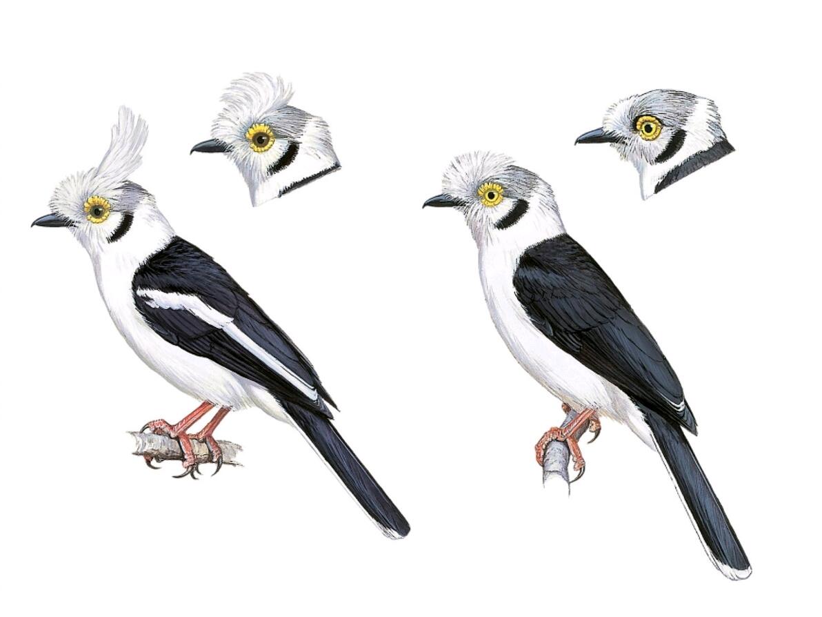 世界鸟类图鉴--丛鵙总科（I） - 哔哩哔哩