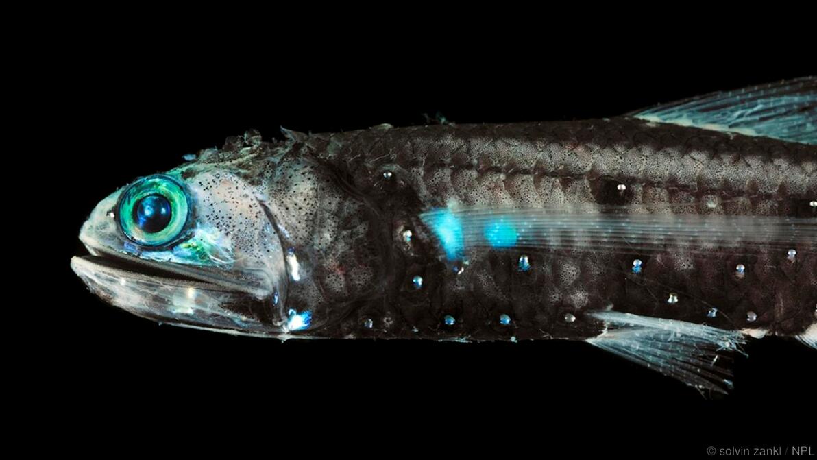 18种超黑鱼(Ultra-Black Fish)的学名、中文正名及图片对照 - 哔哩哔哩