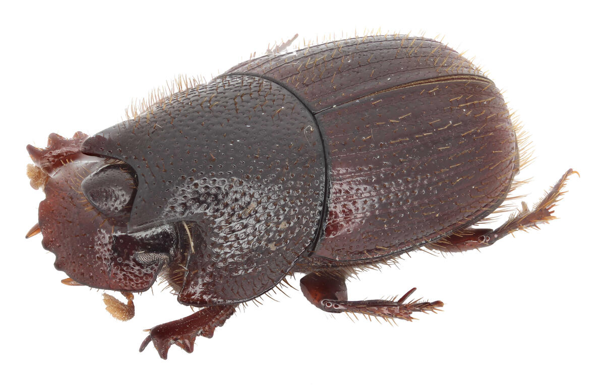 蜣螂-族与属整理（完结篇） - 哔哩哔哩