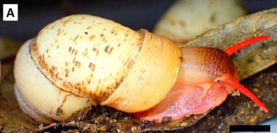 按总科盘点“陆螺”——陆生非柄眼类腹足类（上） - 哔哩哔哩