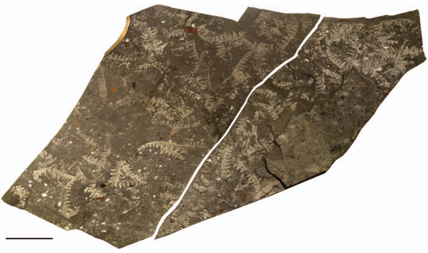 【Radiodonta】个人用堆图：未定种 - 哔哩哔哩