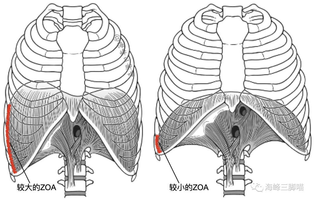 「PRI」对合区（ZOA）与膈肌呼吸功能-自学系列 - 哔哩哔哩
