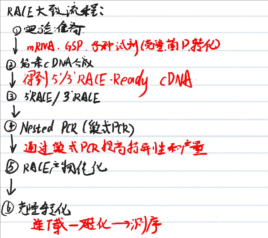 RACE - cDNA末端快速扩增 - 哔哩哔哩