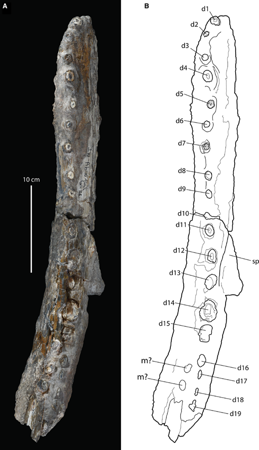 【科普】浅谈白垩纪那些巨型大头鳄类 - 哔哩哔哩