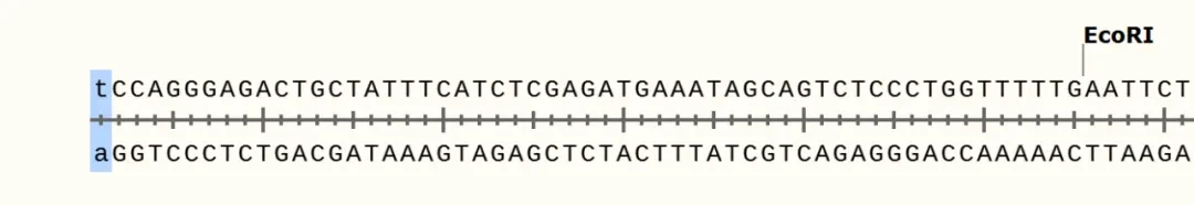 手把手教学｜shRNA设计步骤及注意事项 - 哔哩哔哩