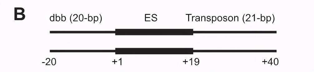 干货 | CUT&Tag核心酶Hyperactive PA/PG-Tn5 Transposase大解密 - 哔哩哔哩
