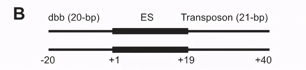 干货 | CUT&Tag核心酶Hyperactive PA/PG-Tn5 Transposase大解密 - 哔哩哔哩